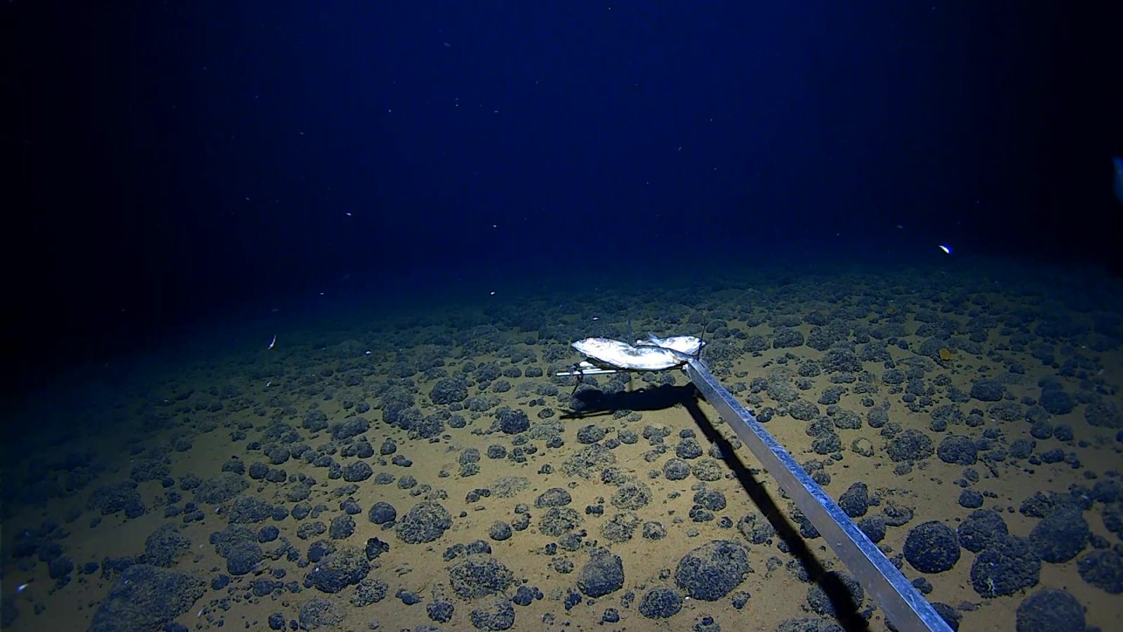 The Minderoo Foundation