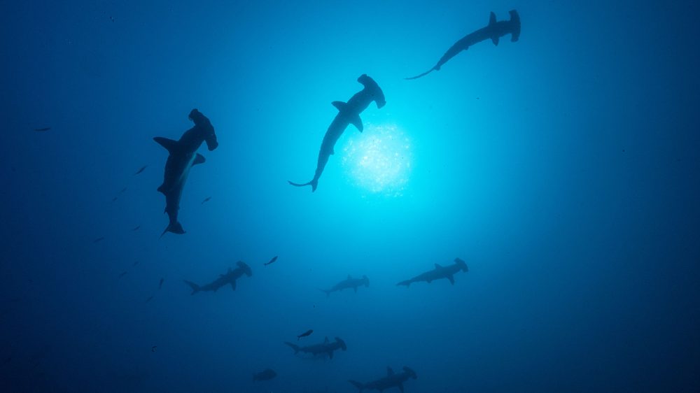 The Minderoo Foundation