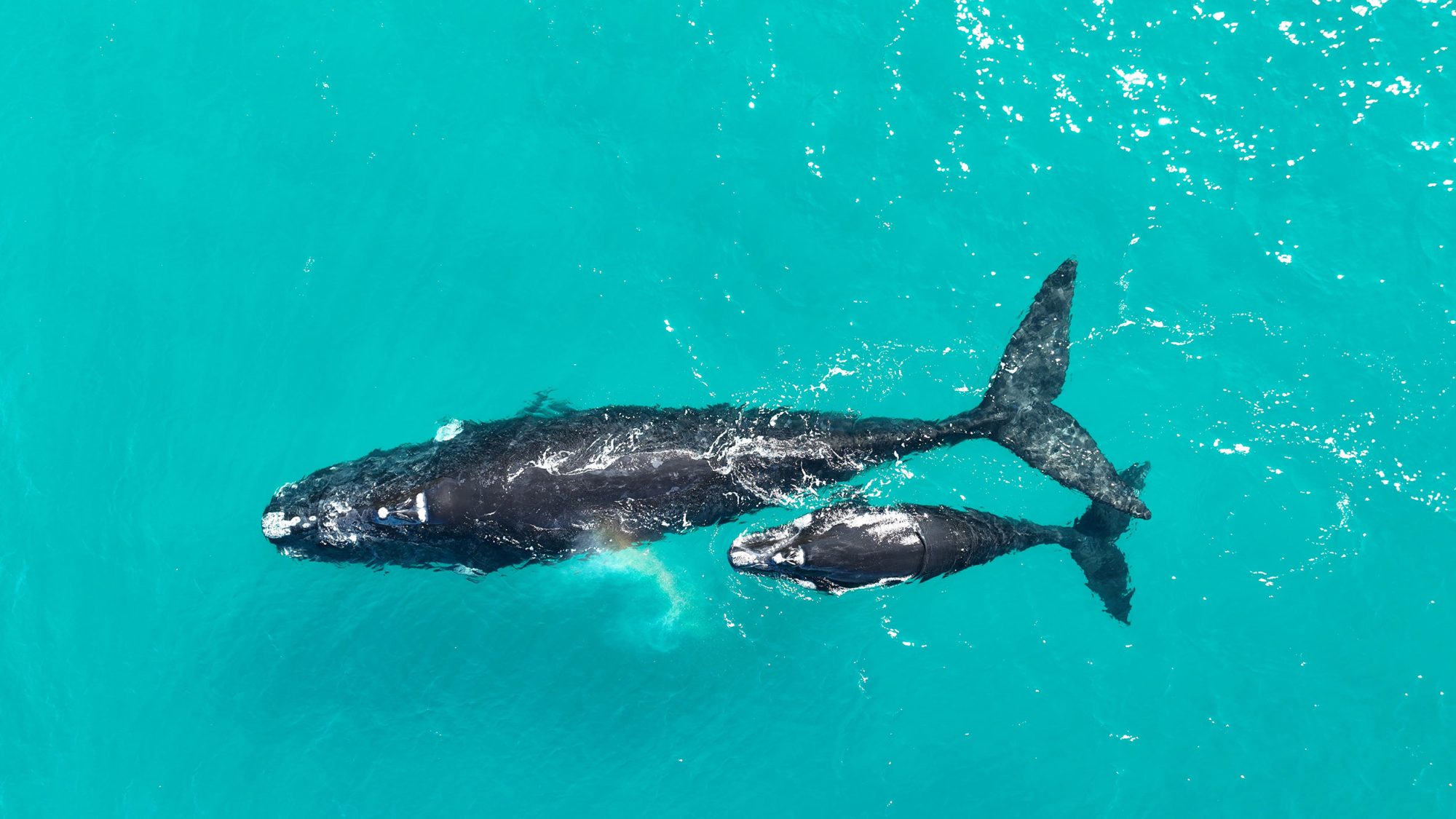 The Minderoo Foundation