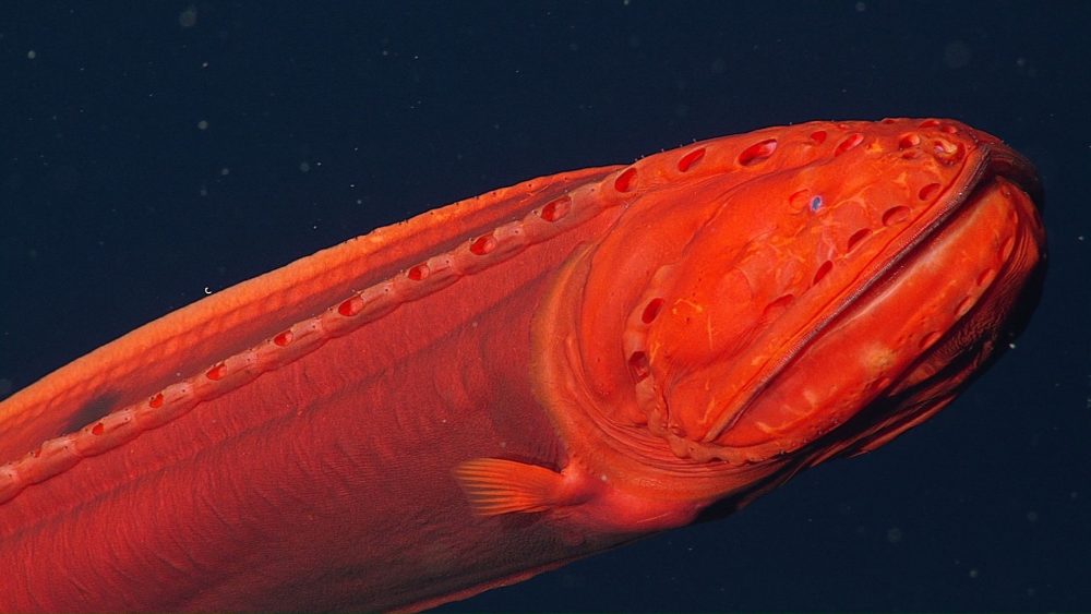 The Minderoo Foundation